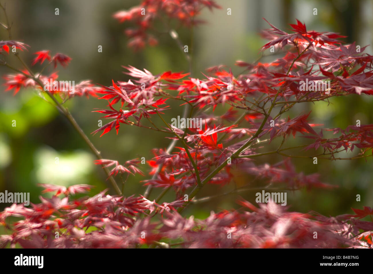 Acer maple tree Stock Photo - Alamy