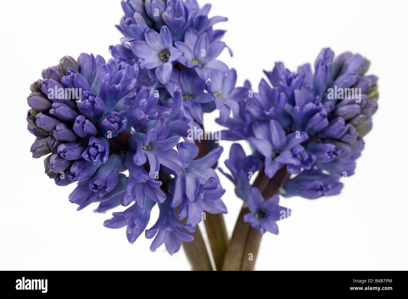 Hyacinthus orientalis Blue Hyacinth Flower Stock Photo - Alamy