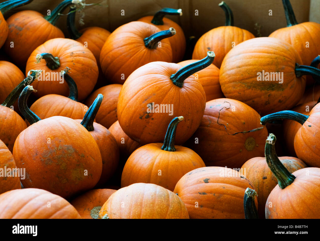 Bin of pumpkins hi-res stock photography and images - Alamy