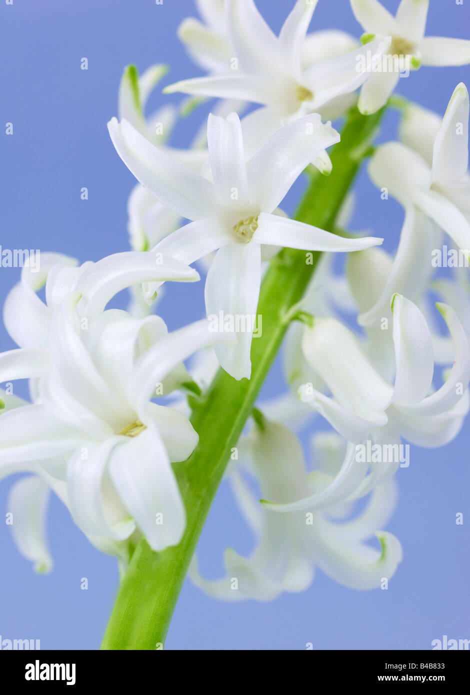 Hyacinthus orientalis White Hyacinth Flower Stock Photo - Alamy