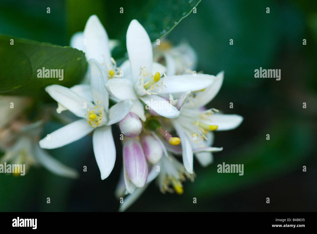 Citrus flower hi-res stock photography and images - Alamy