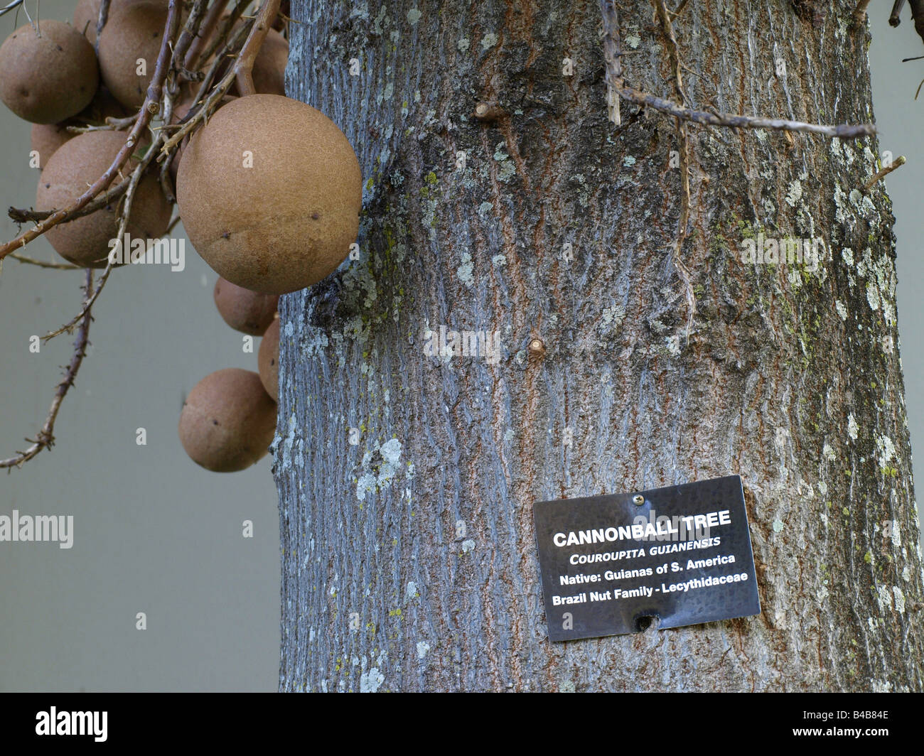 Brazil Nut Tree High Resolution Stock Photography and Images - Alamy