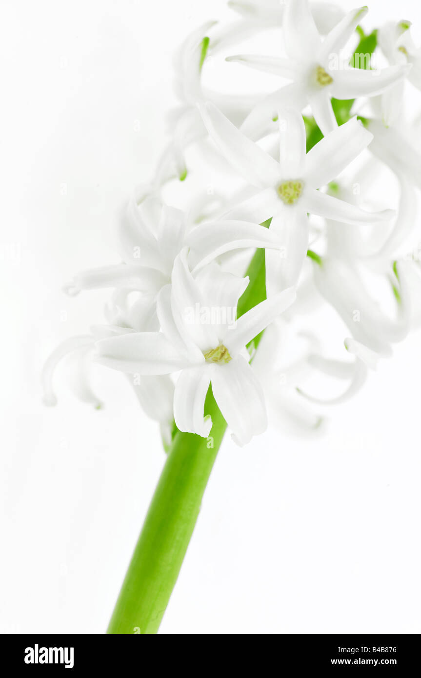 White hyacinth hi-res stock photography and images - Alamy
