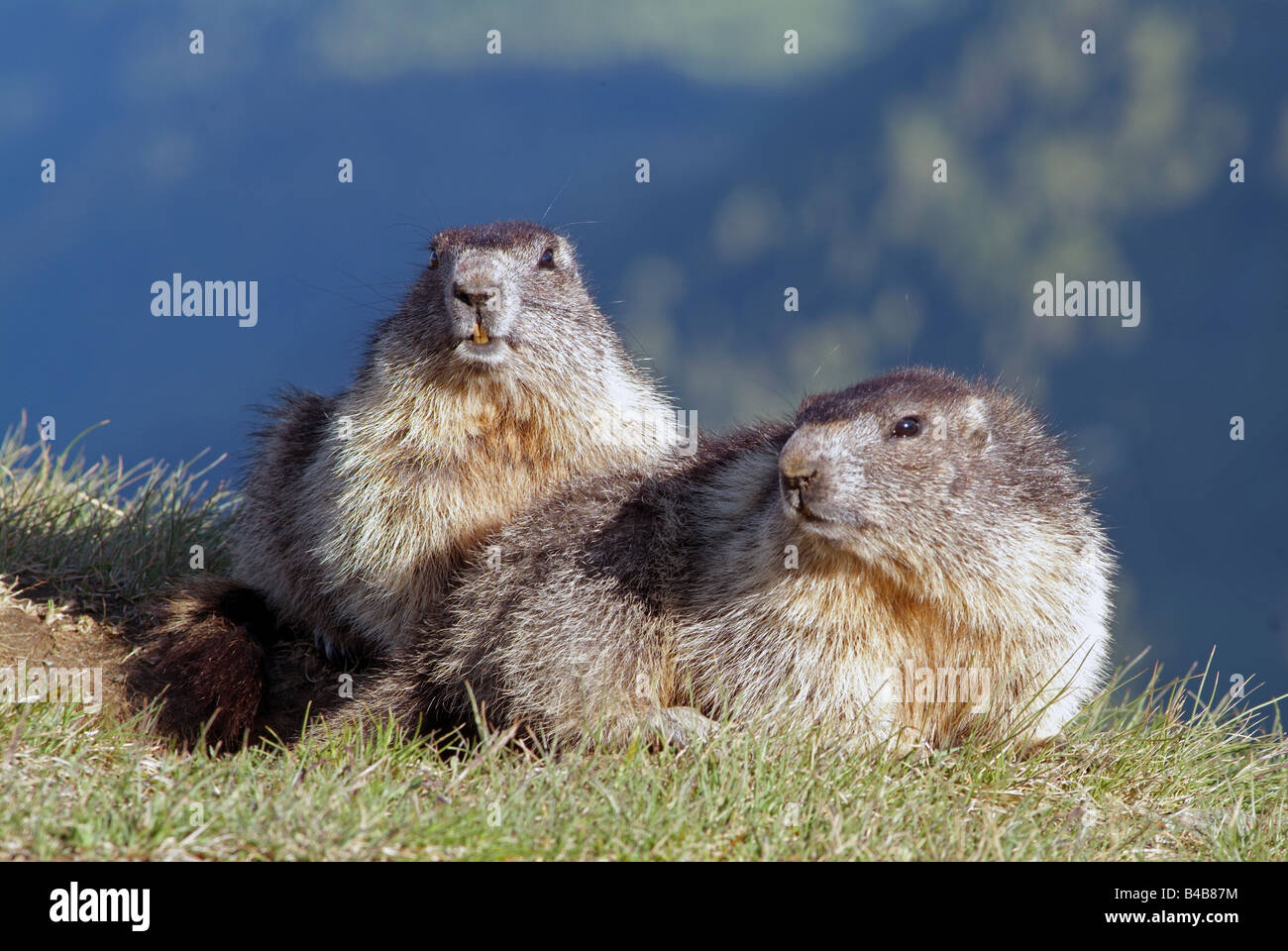 Alpine Marmot (Marmota marmota), two individuals taking a sunbath Stock ...