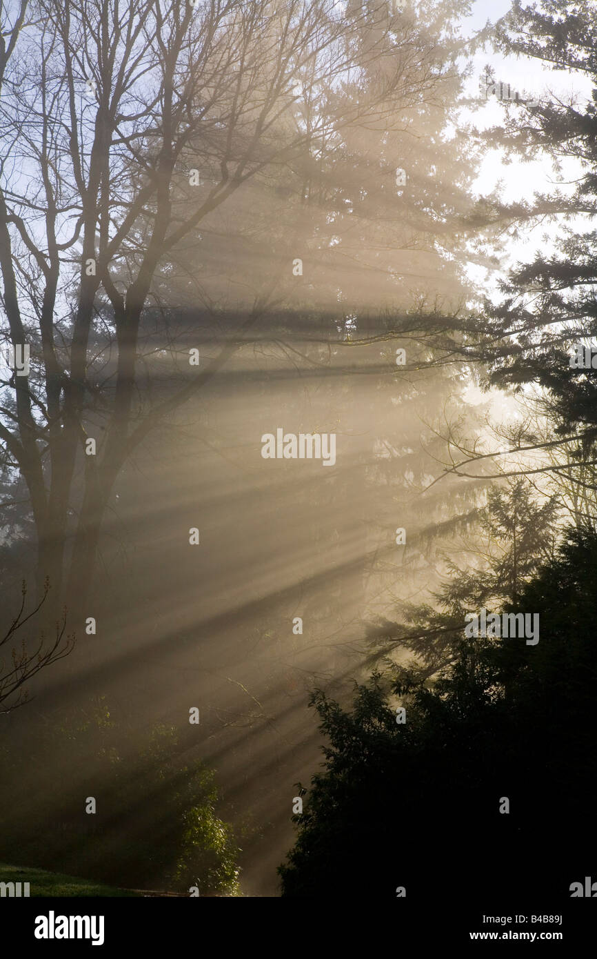 Valley fog silhouetted trees hi-res stock photography and images - Alamy