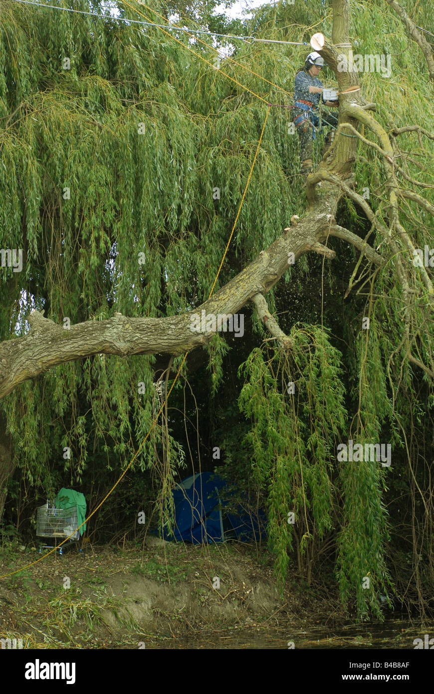 Tree surgeon taking down a weeping willow tree alongside the River Cam ...