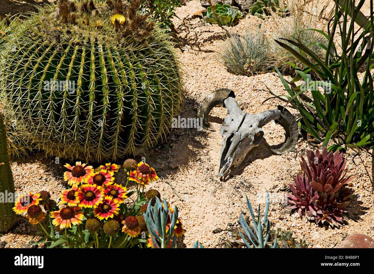 Ram skull hi-res stock photography and images - Alamy
