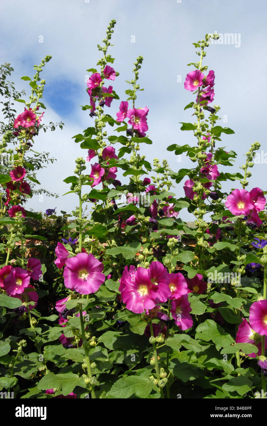 Hollyhock althaea hi-res stock photography and images - Alamy