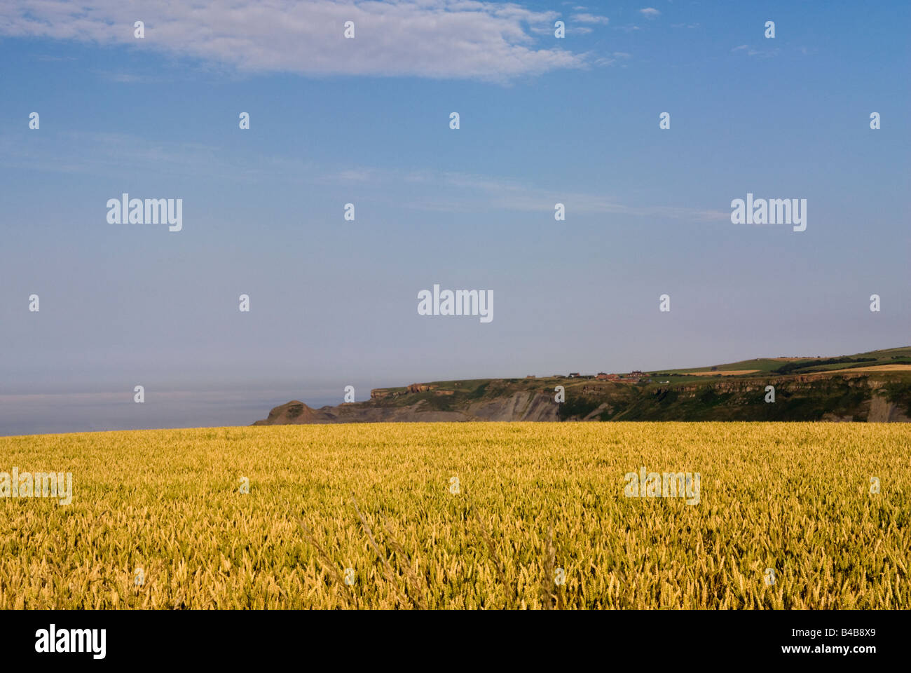 View towards the sea across a corn field Runswick Bay North Yorkshire ...