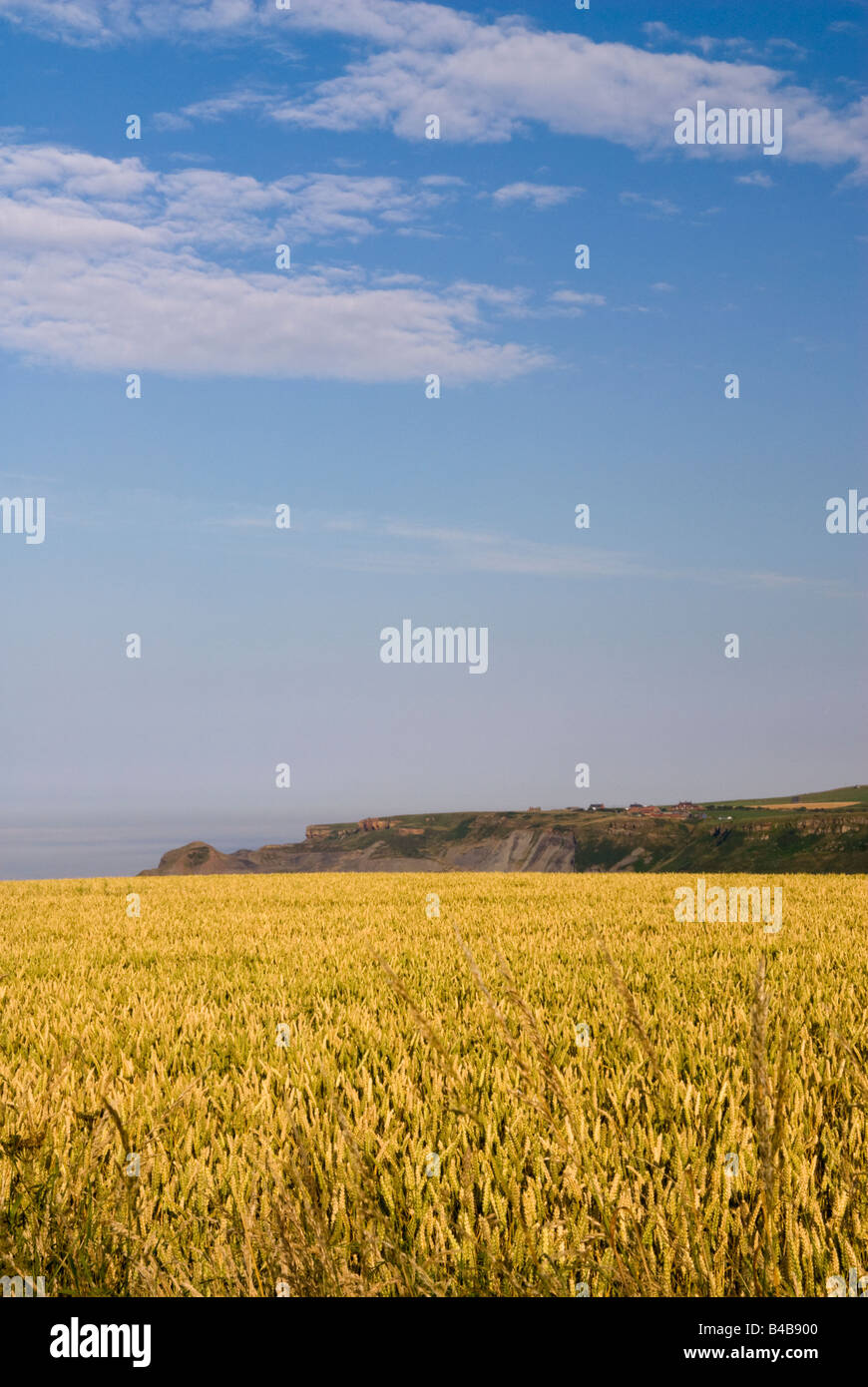 View towards the sea across a corn field Runswick Bay North Yorkshire ...