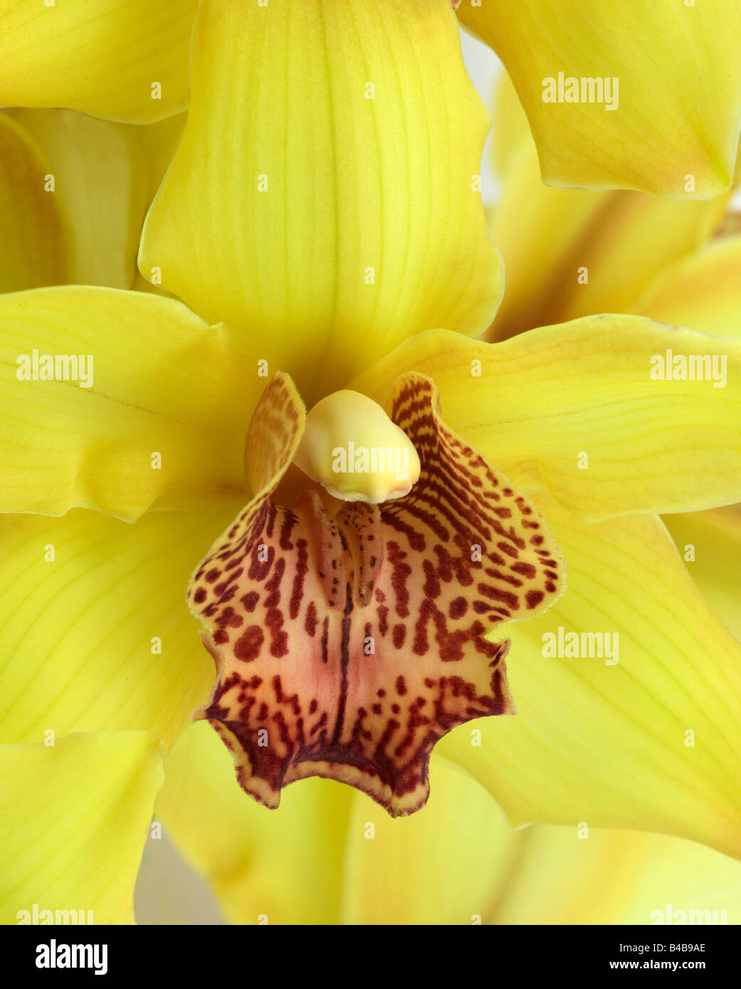 Yellow Cymbidium Orchid Flower Stock Photo - Alamy