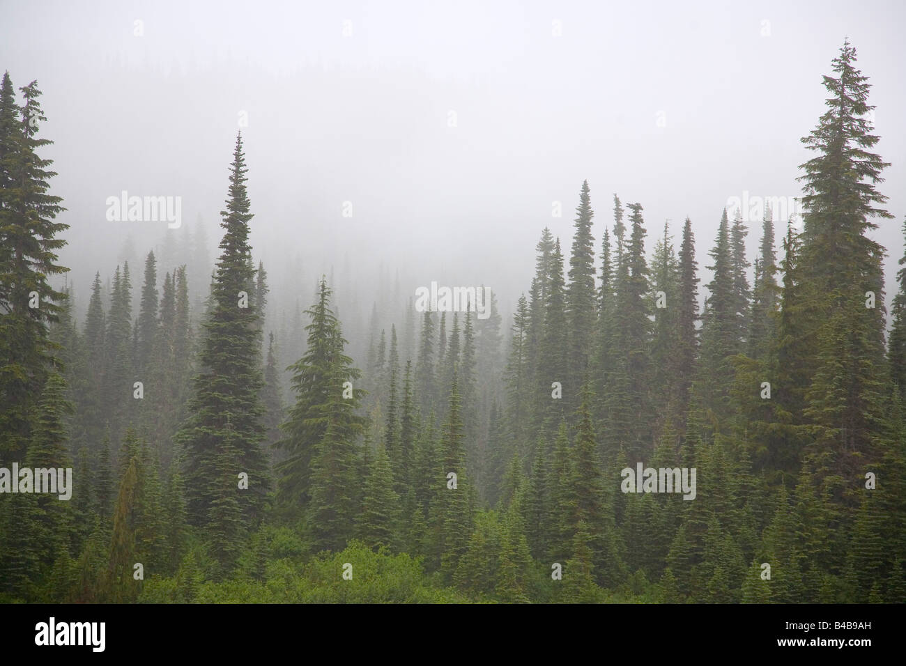 Forest in fog, Mount Rainier National Park, Washington, United States ...