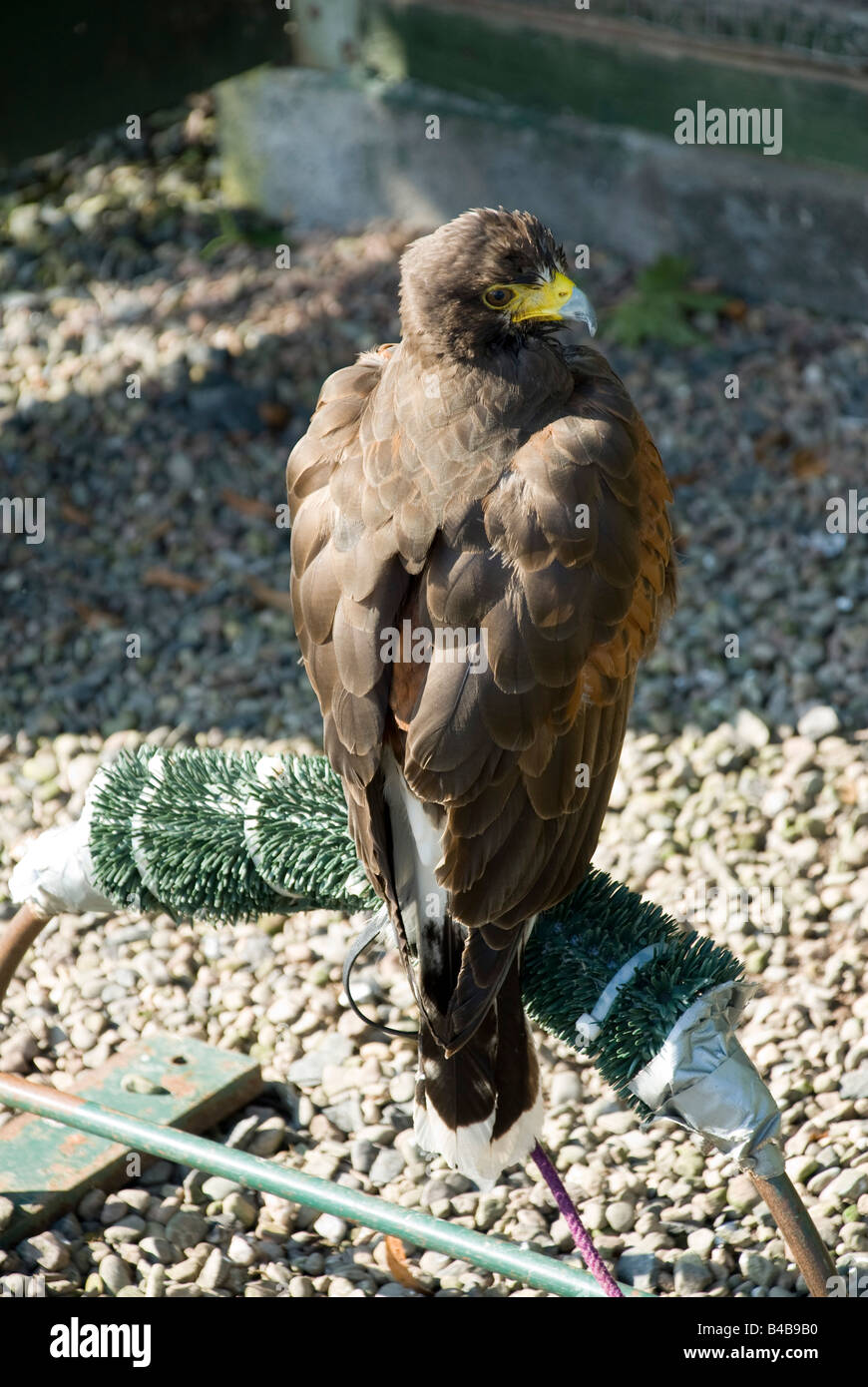 Harris hawk uk hi-res stock photography and images - Alamy