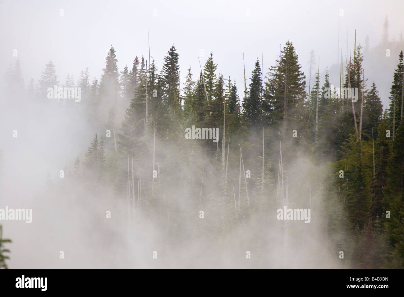 Foggy forest, Mount Rainier National Park, Washington, USA Stock Photo ...