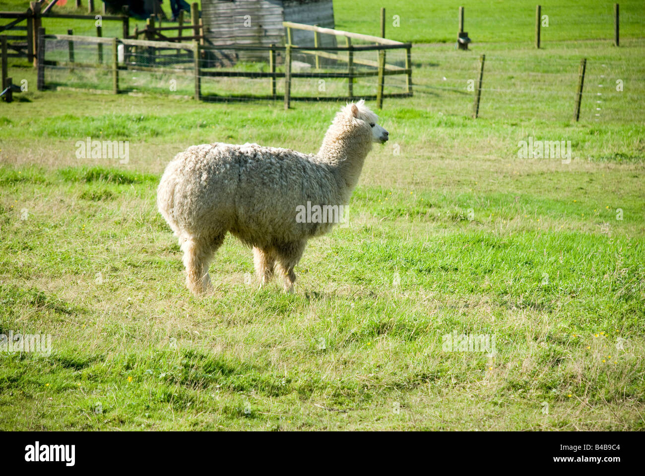 Llama field hi-res stock photography and images - Alamy
