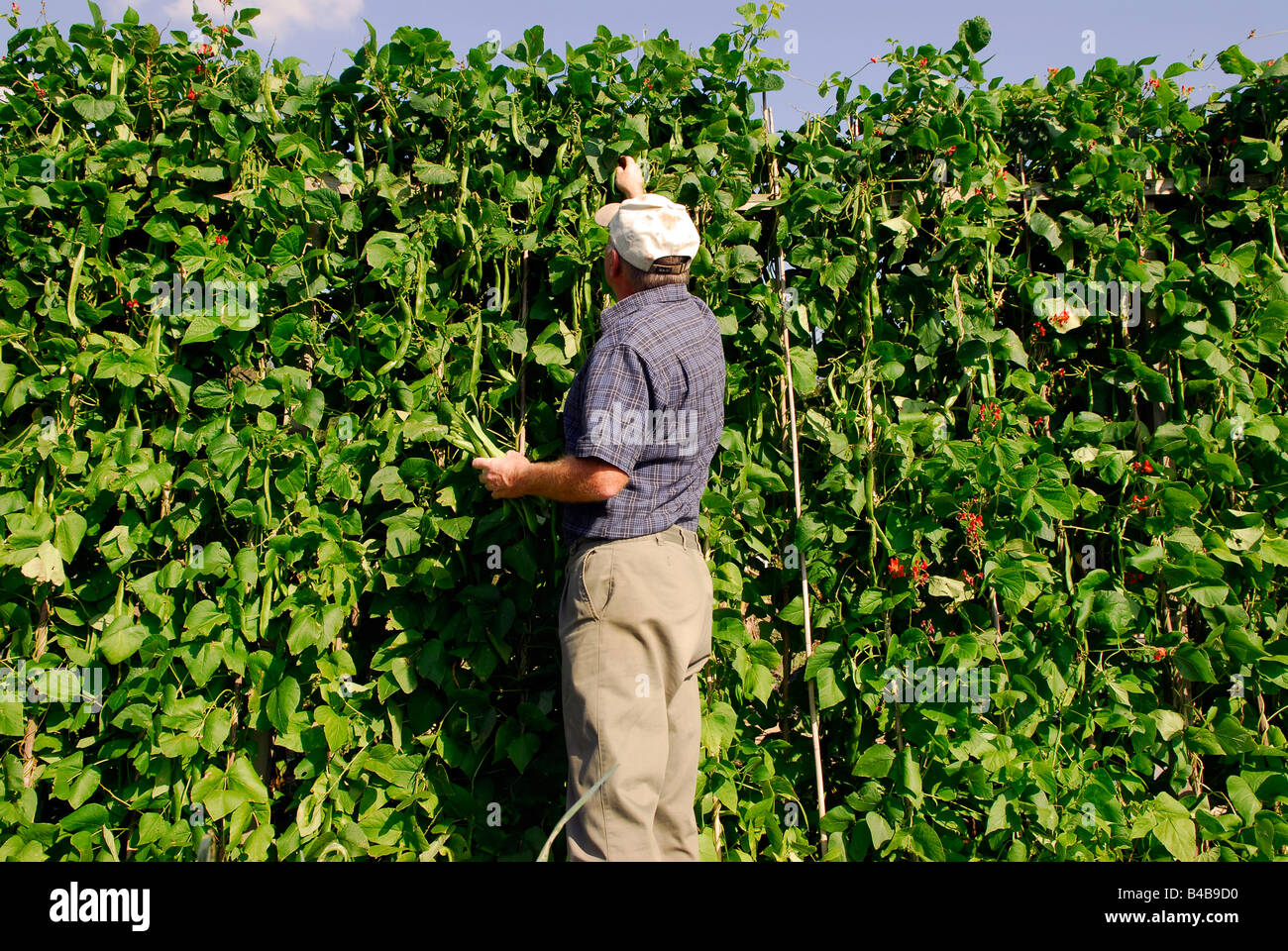 Male gardener rear view hi-res stock photography and images - Alamy