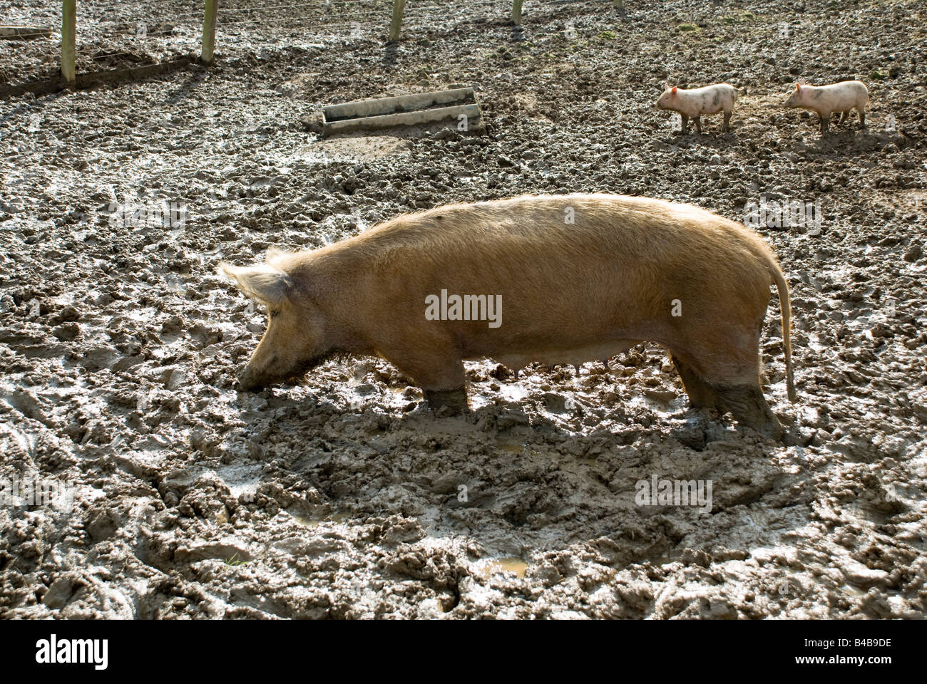 Tamworth pig hi-res stock photography and images - Alamy