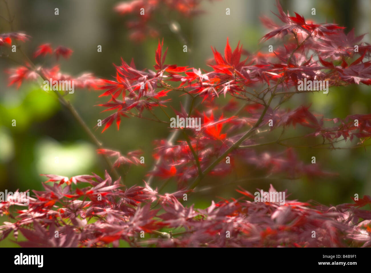 Acer maple tree Stock Photo - Alamy