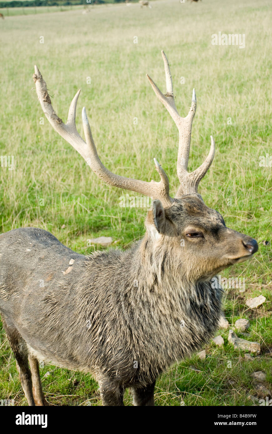 Sika england hi-res stock photography and images - Alamy