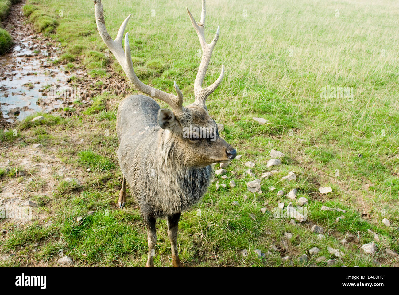 Dummer uk hi-res stock photography and images - Alamy