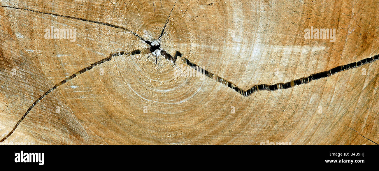 Wrinkled cracked wood cut surface texture with annual ring and split ...