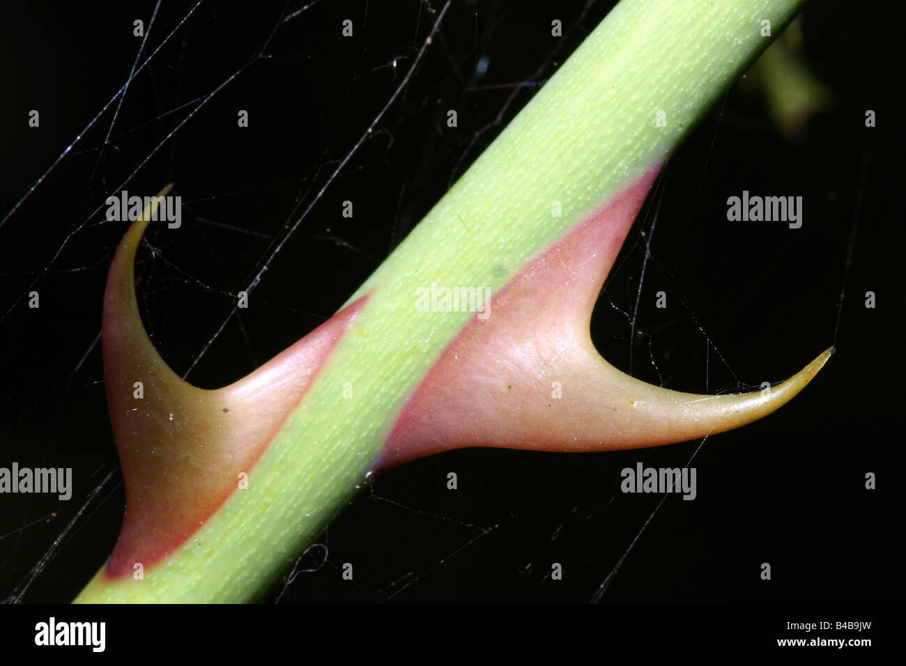 Thorn Bush Close Up Stock Photos & Thorn Bush Close Up Stock Images - Alamy