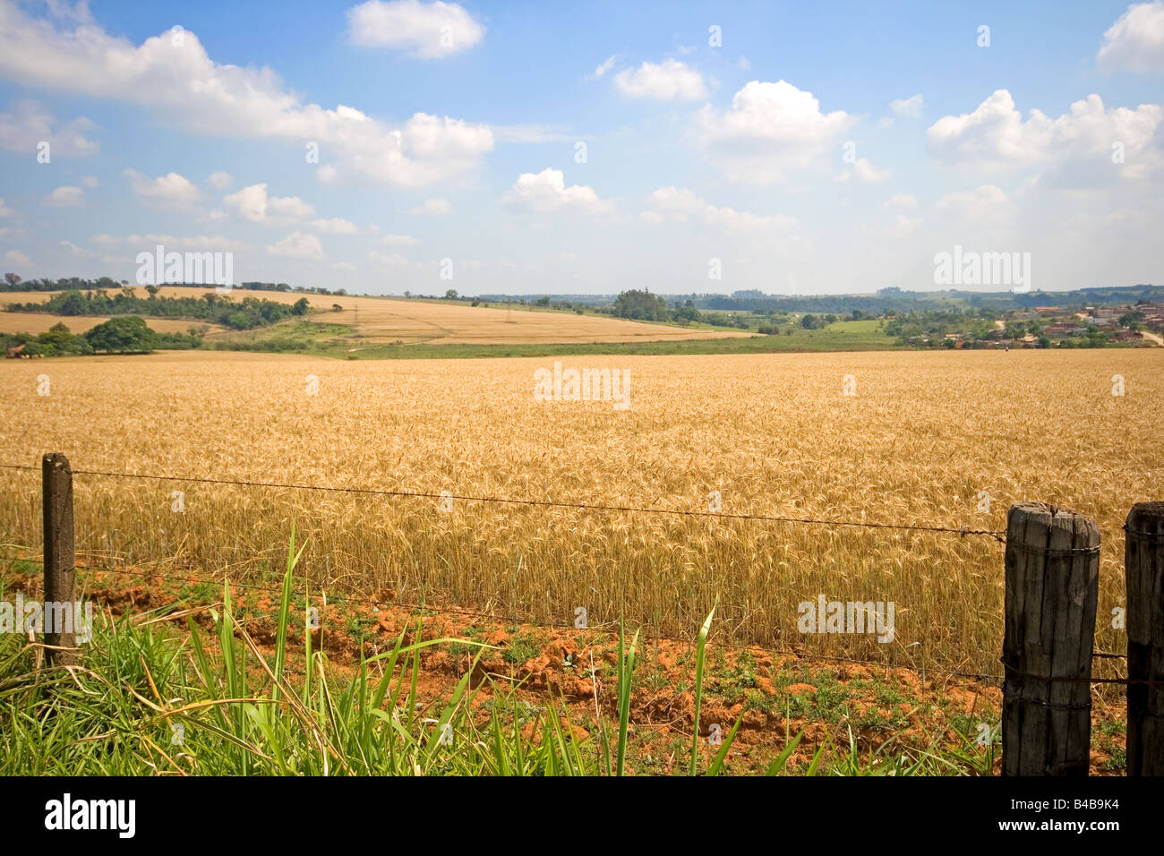 Wheat horizontal hi-res stock photography and images - Alamy