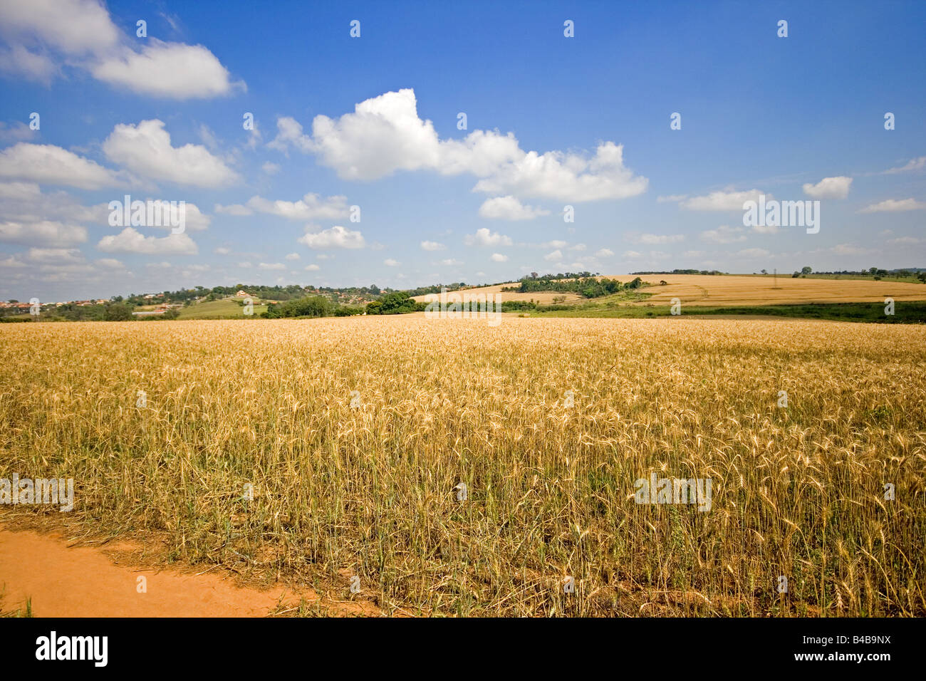 Wheat horizontal hi-res stock photography and images - Alamy