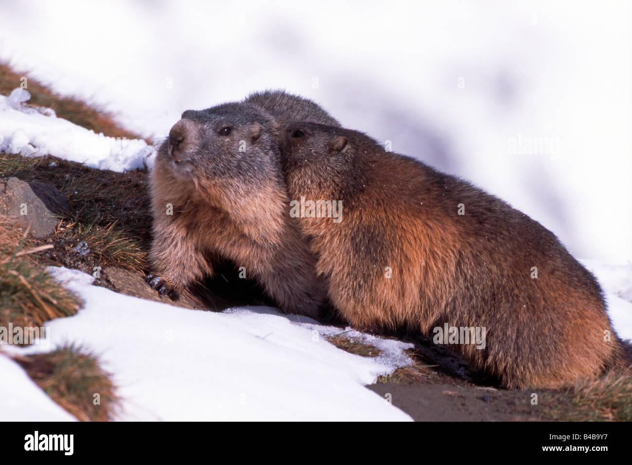 Alpine Marmot (Marmota marmota), couple on snow Stock Photo - Alamy