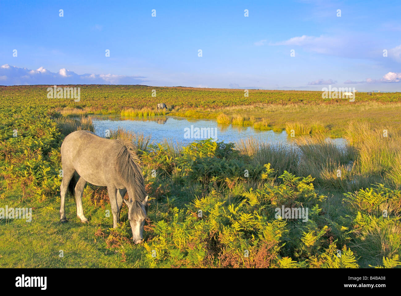 Gower peninsula horses hi-res stock photography and images - Alamy