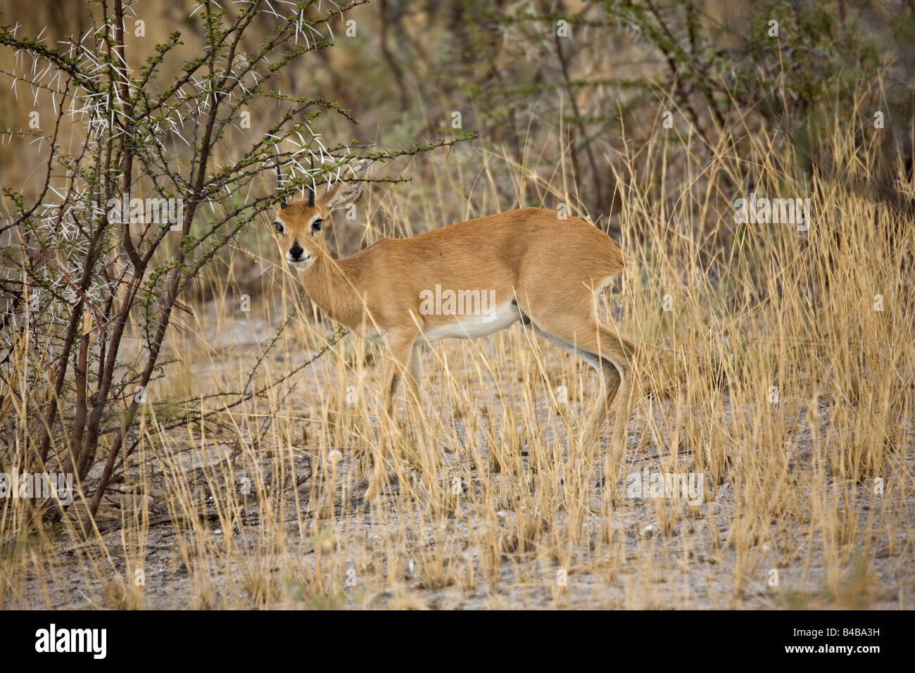 Steenbok Raphicerus campestris in Etosha National Park Namibia Stock ...