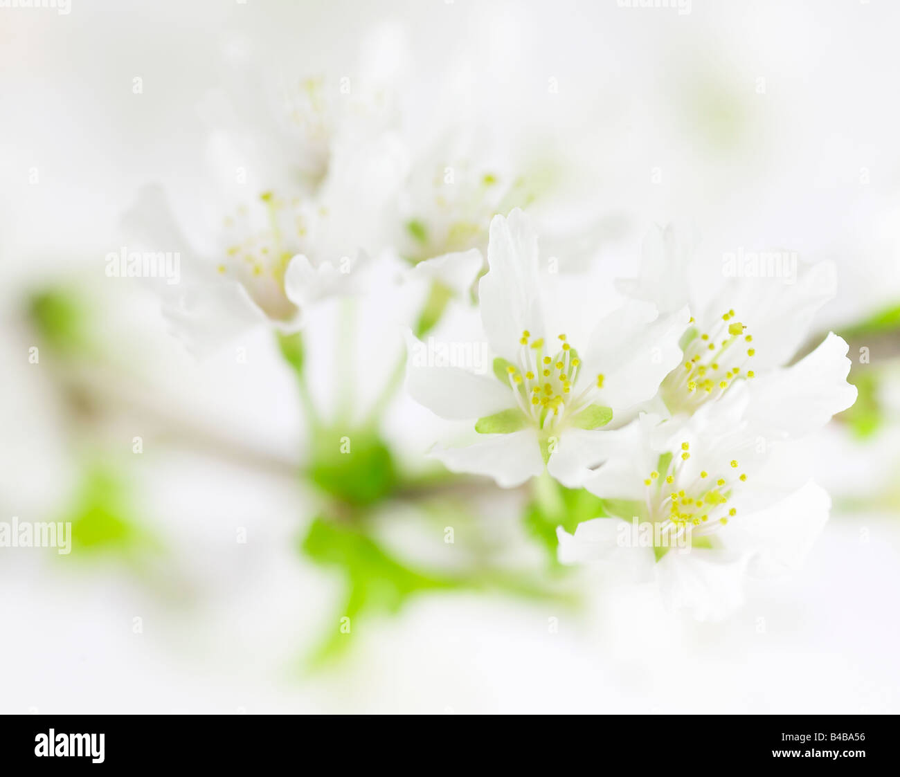 Prunus incisa kojo no mai fuji hi-res stock photography and images - Alamy