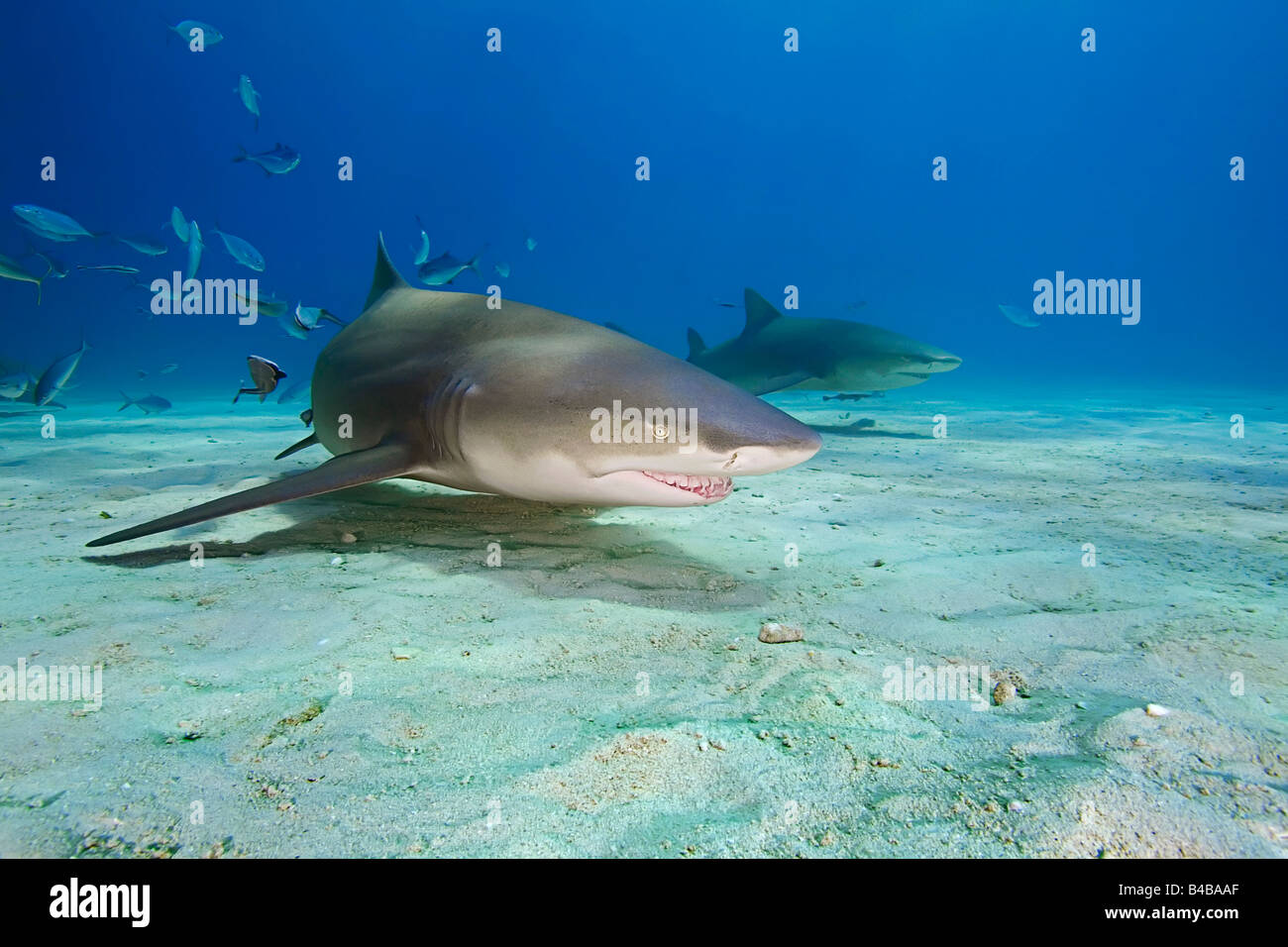 Lemon Sharks Negaprion brevirostris West End Grand Bahama Atlantic ...