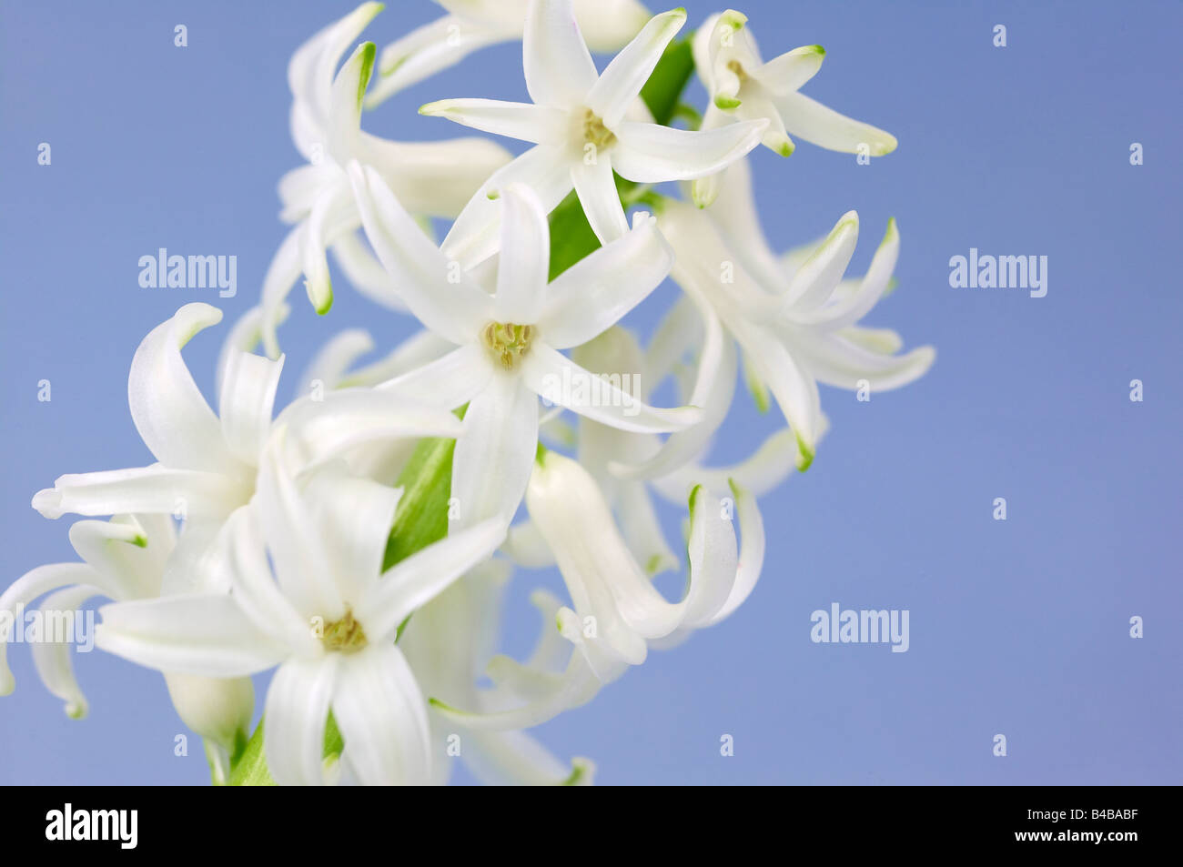 Hyacinthus orientalis white hi-res stock photography and images - Alamy