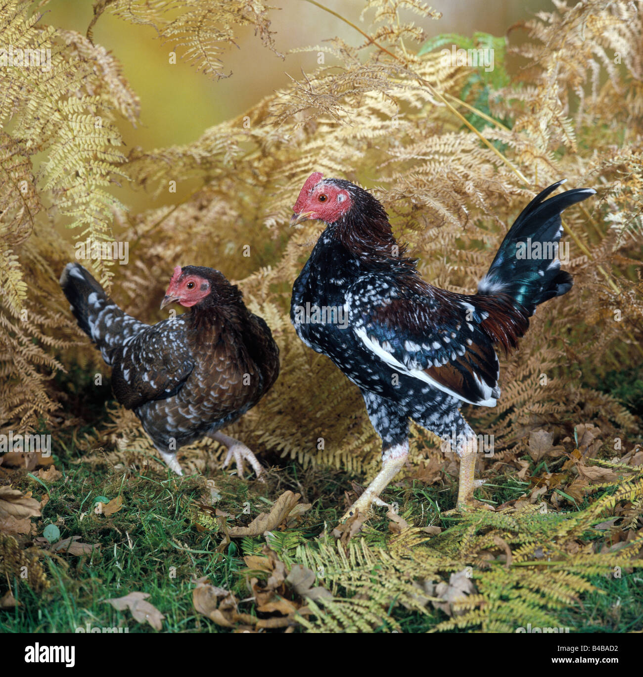 CHICKEN, Gold Sebright bantam cock Stock Photo - Alamy