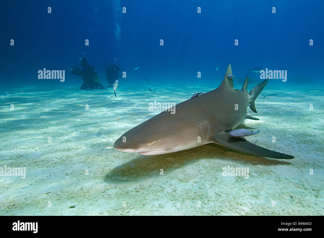 Lemon Shark Negaprion brevirostris and scuba divers West End Grand ...