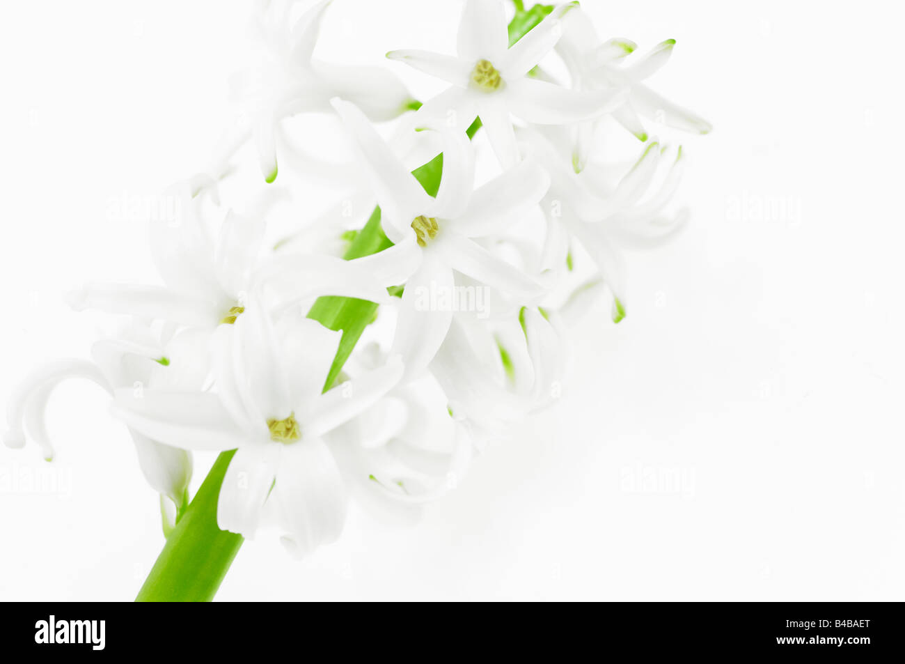 Hyacinthus orientalis White Hyacinth Flower Stock Photo - Alamy