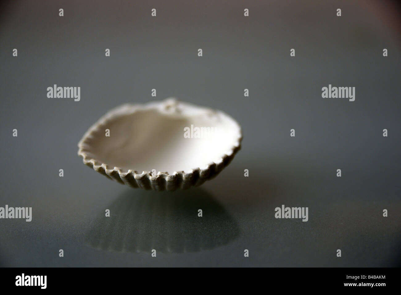 White shell clam detail close up Stock Photo - Alamy