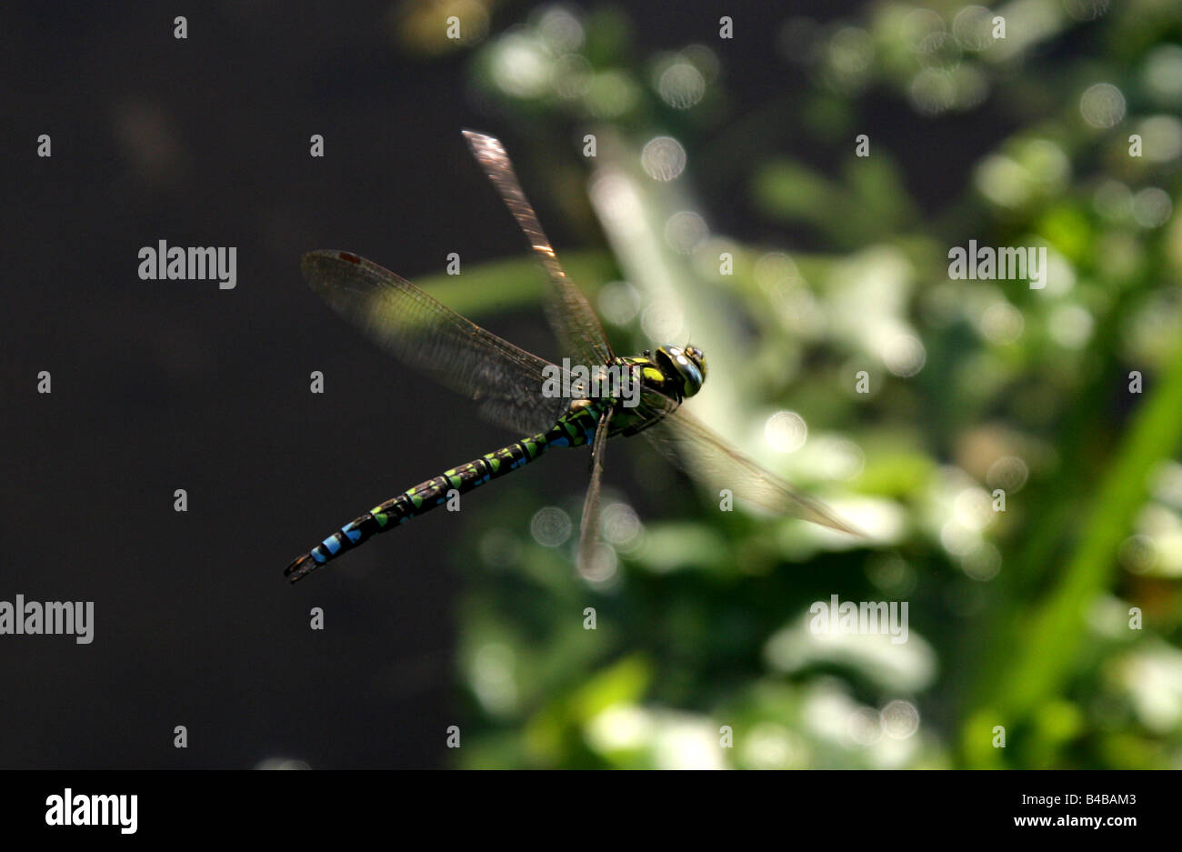Southern Hawker Dragonfly aka Blue Darner, Aeshna cyanea, Anisoptera ...