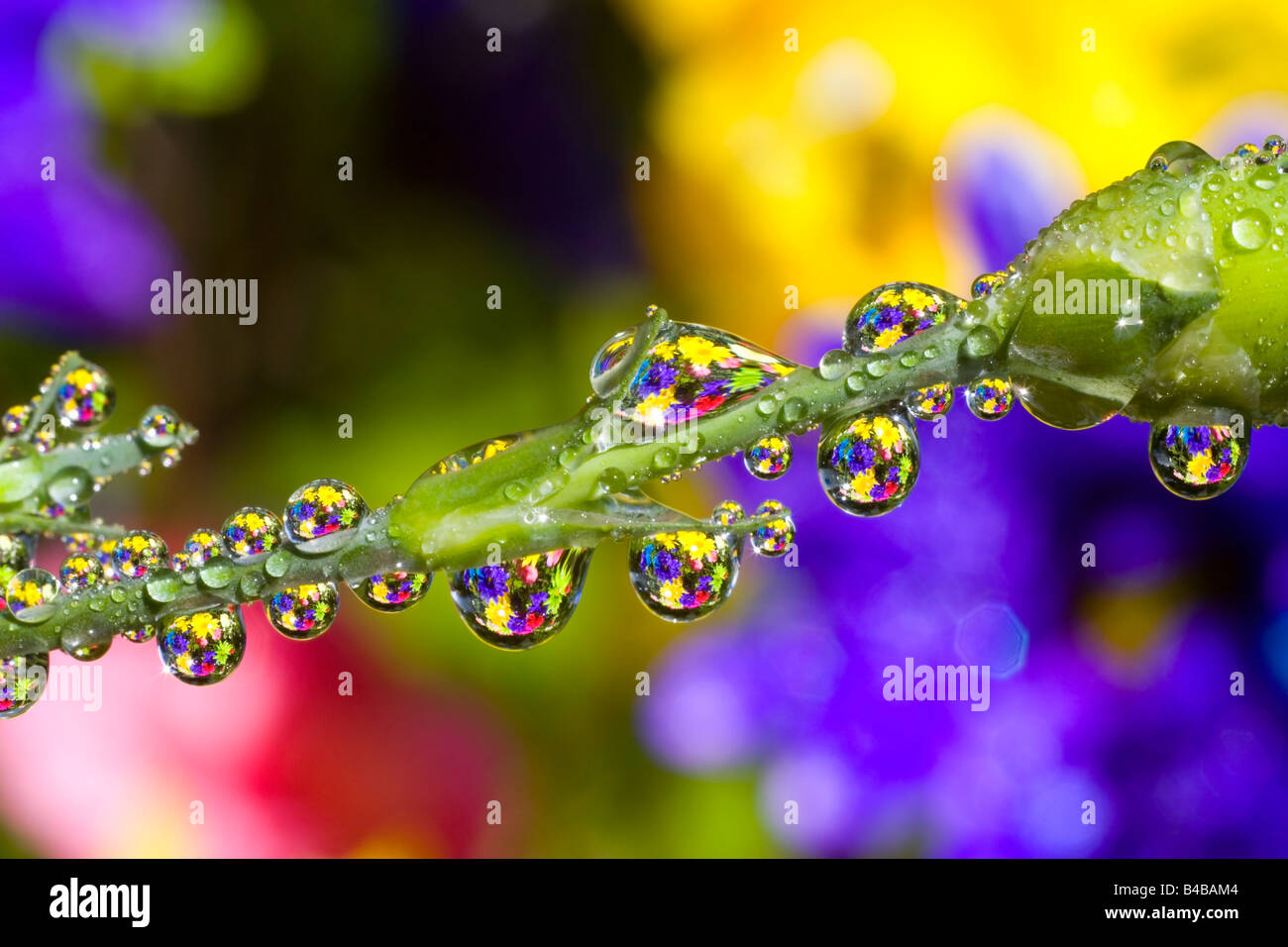 Water drops on a flower stem Stock Photo - Alamy