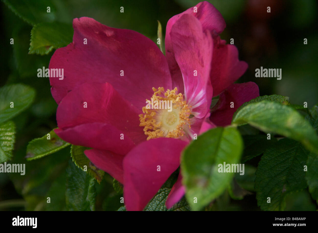 wild rose flower pink leaves bush Stock Photo - Alamy