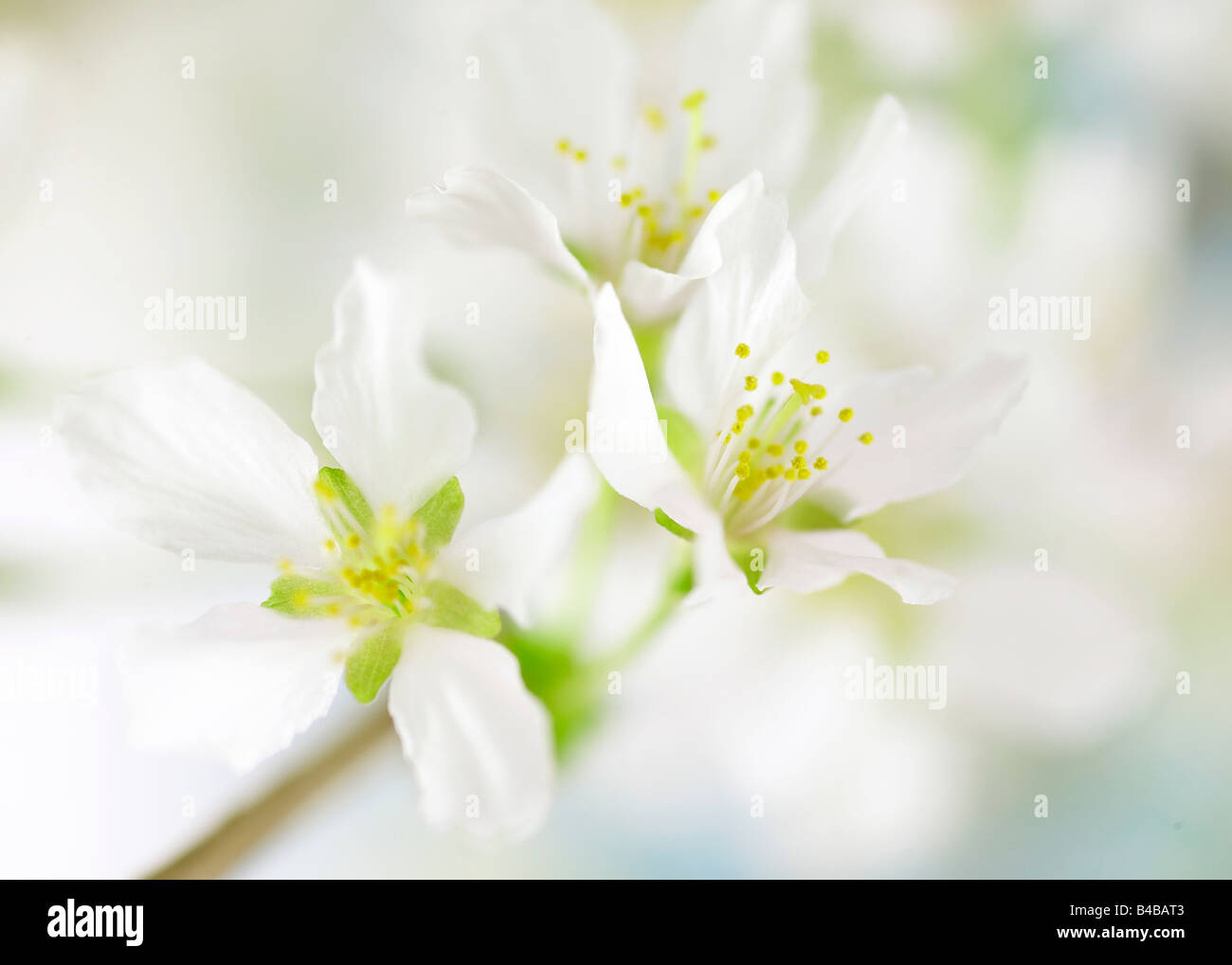 Prunus incisa kojo no mai fuji hi-res stock photography and images - Alamy