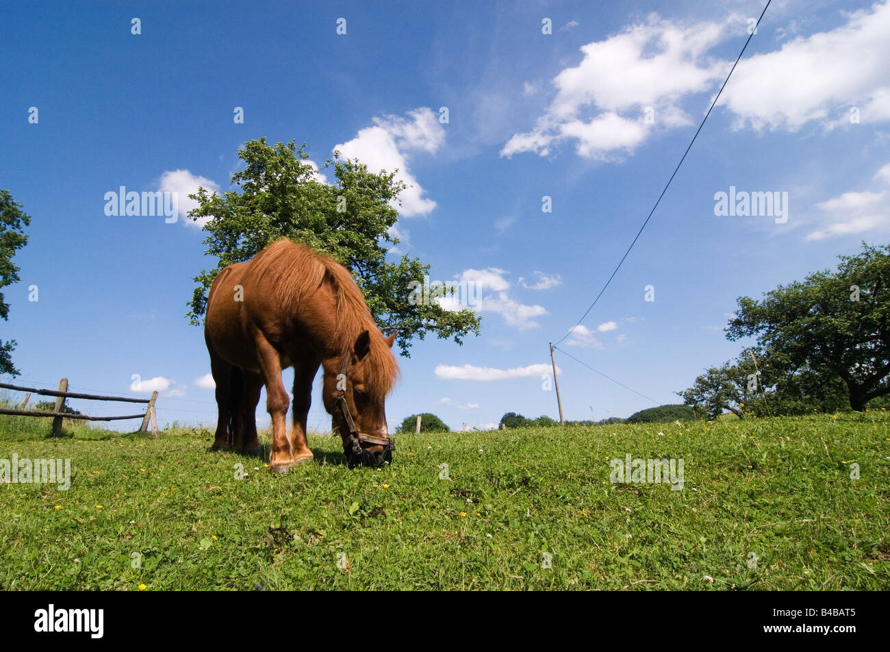 Brown pony on a paddock Stock Photo - Alamy