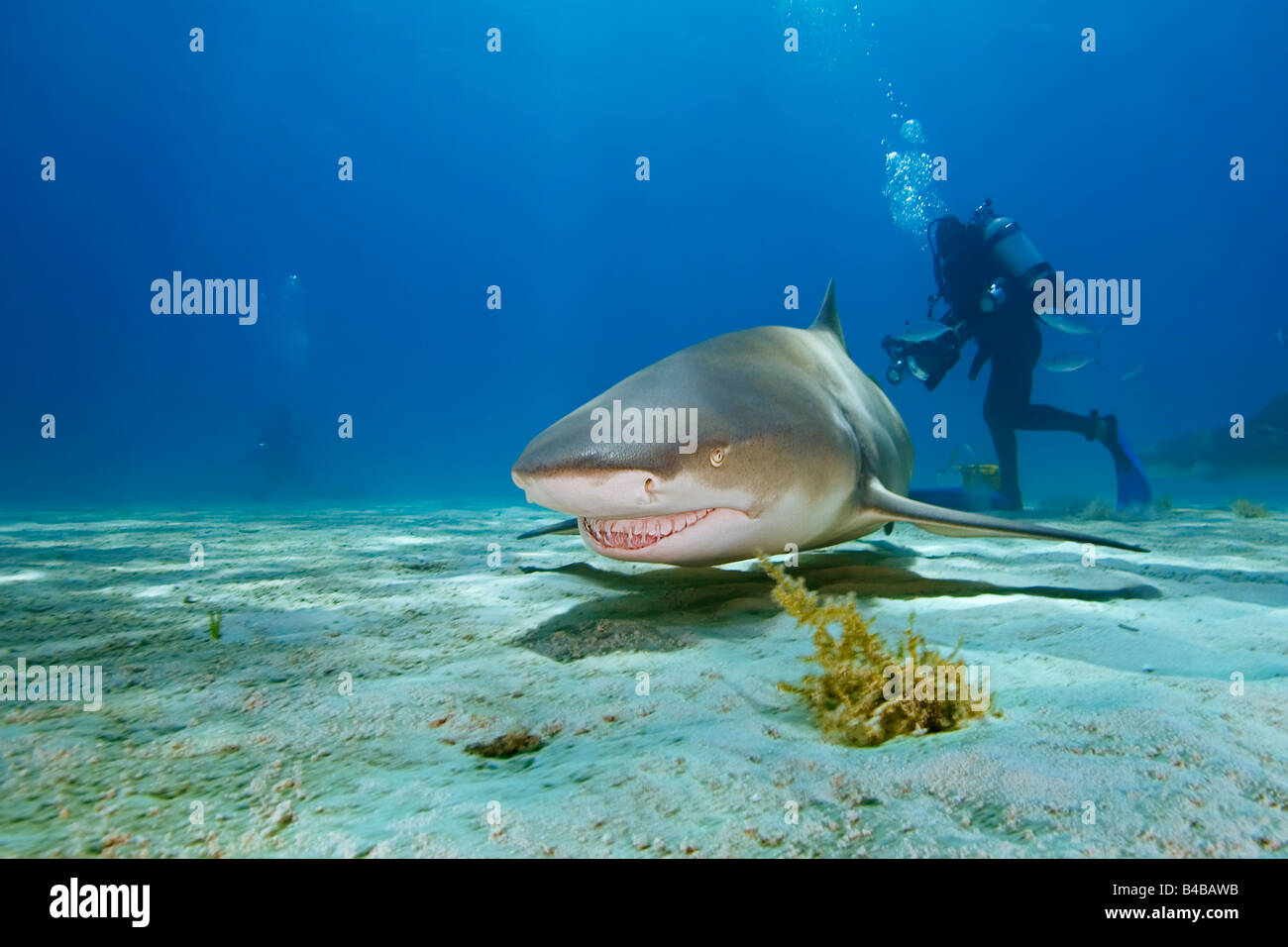 Lemon Shark Negaprion brevirostris and scuba divers West End Grand ...