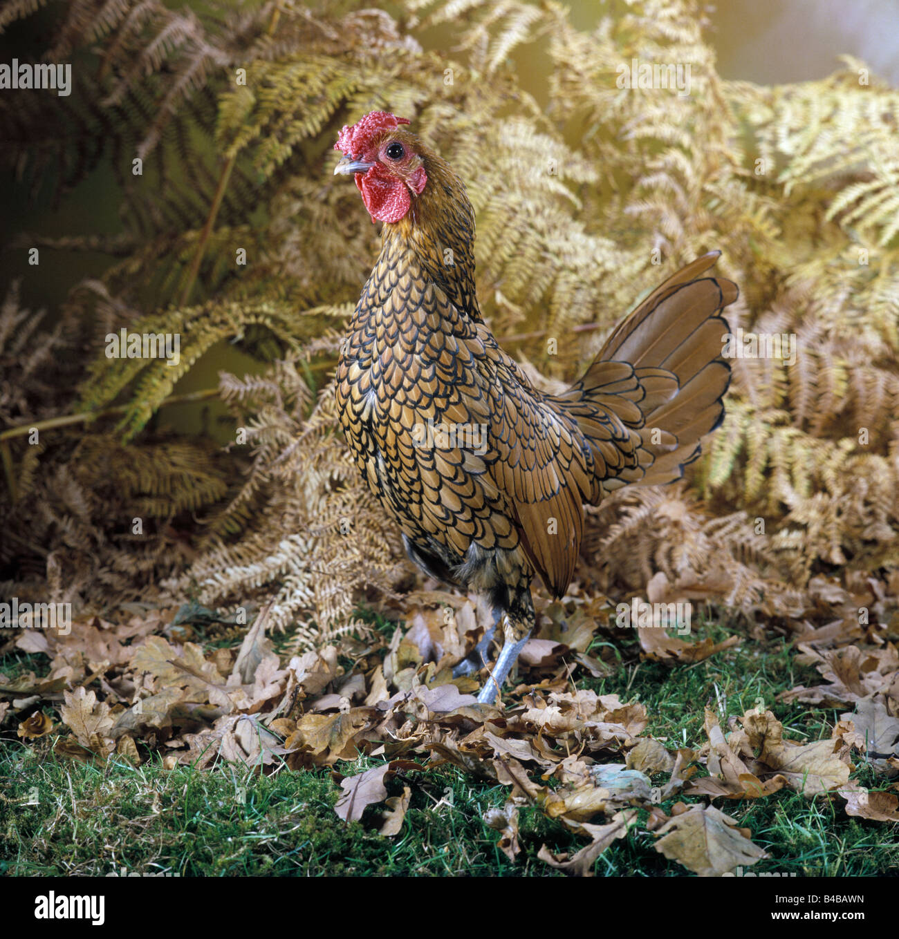 Chicken golden sebright cockerel hi-res stock photography and images ...