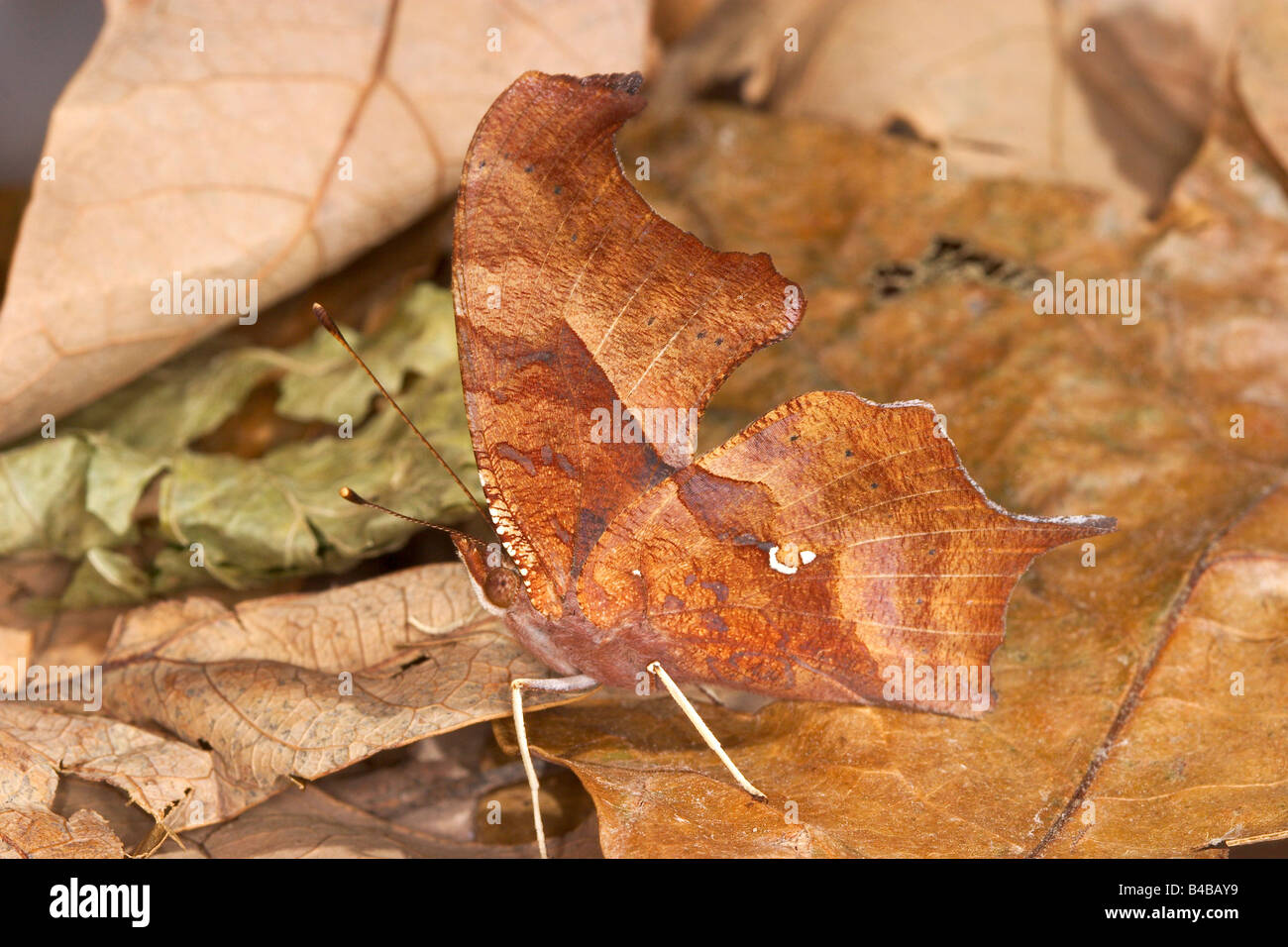 Question Mark Polygonia interrogationis Aurora Missouri United States ...