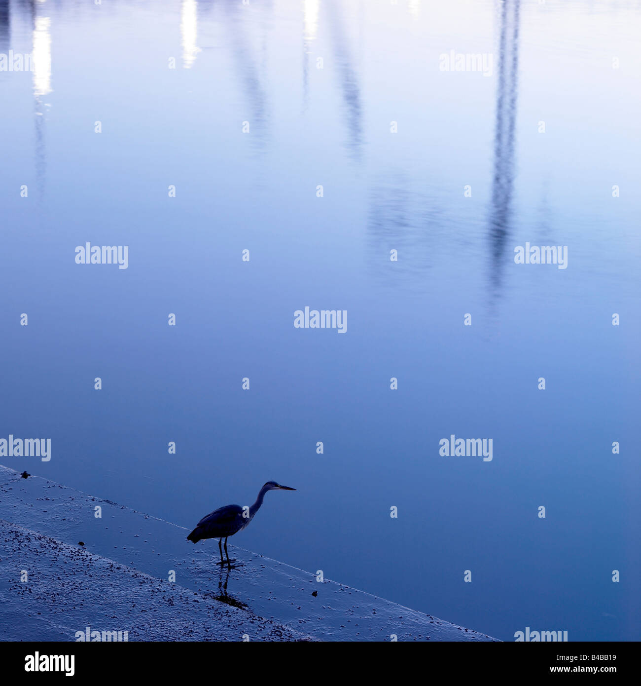 Heron fishing on the river Lagan after sundown Belfast Northern Ireland ...