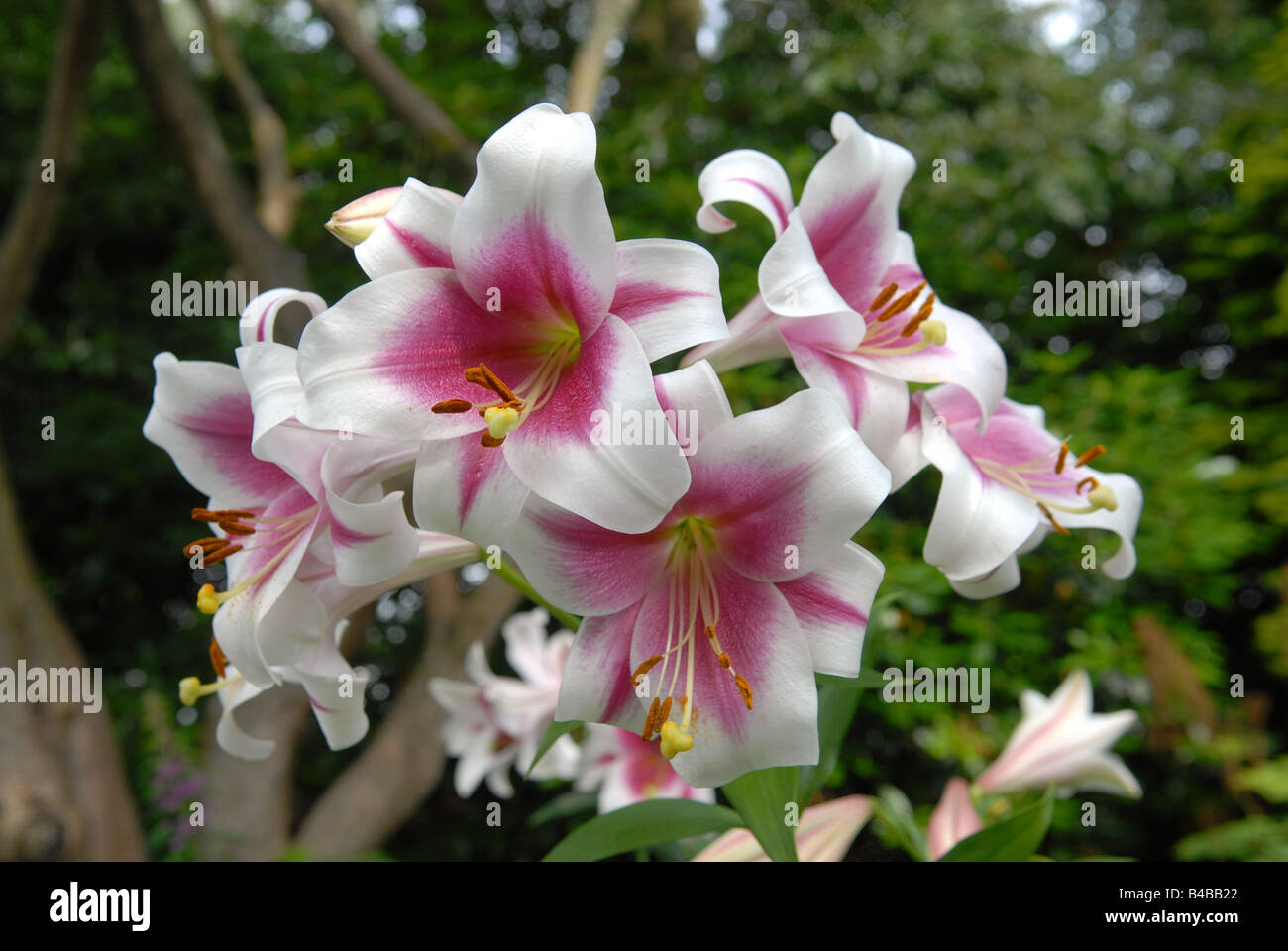 Lilly in Flower Stock Photo - Alamy
