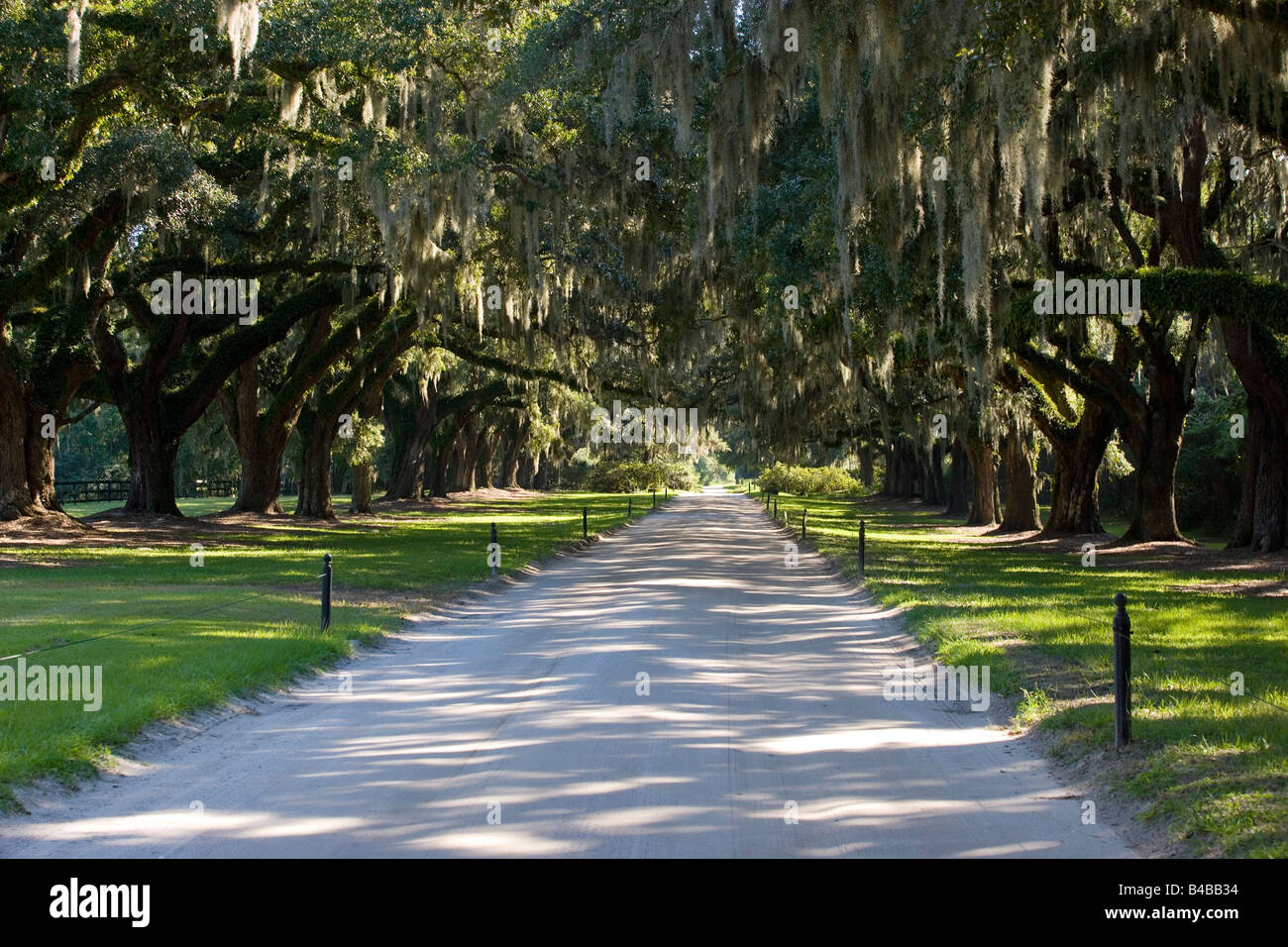 Tunnel of Spanish moss covered live oak trees form the entry to Boone ...