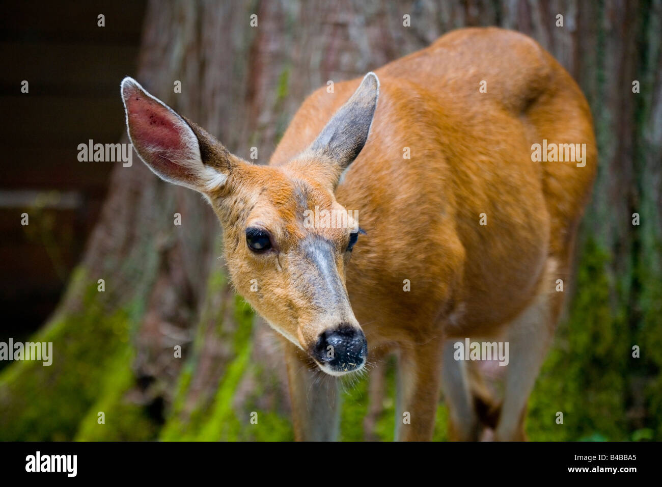 Deer mount rainier national park hi-res stock photography and images ...